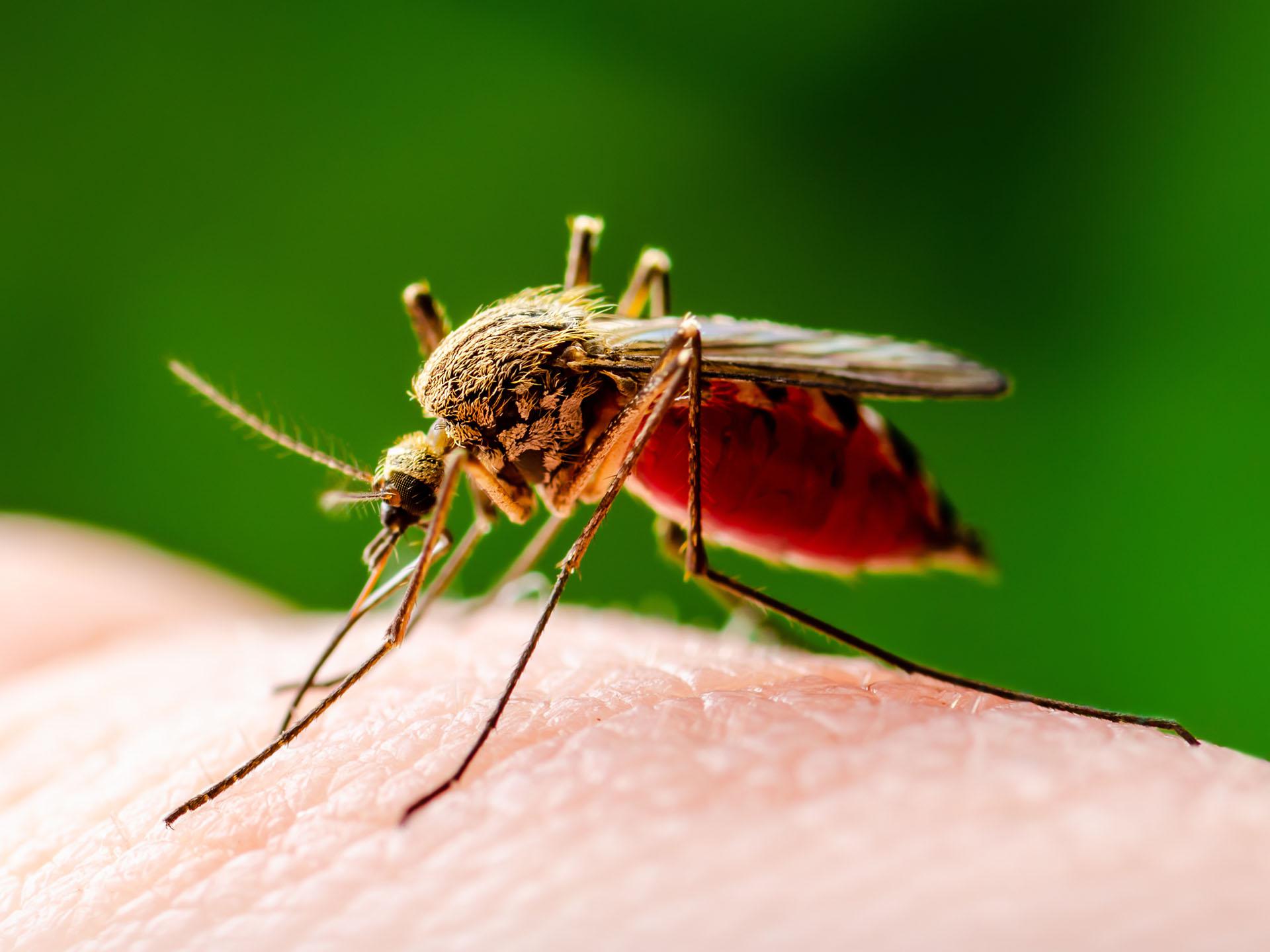 Charla sobre leishmaniasis, una enfermedad zoonótica emergente