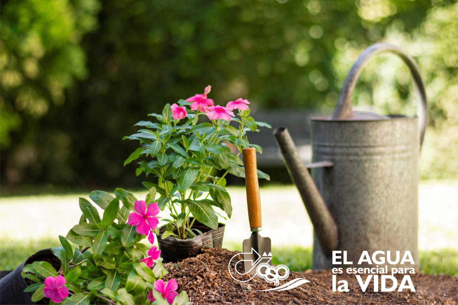 Cuidá tu jardín sin derrochar el agua